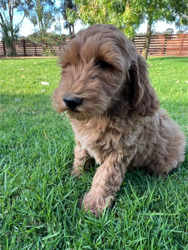 Medium Groodle Boy 5 | Domestic Animal | Ameys Puppies