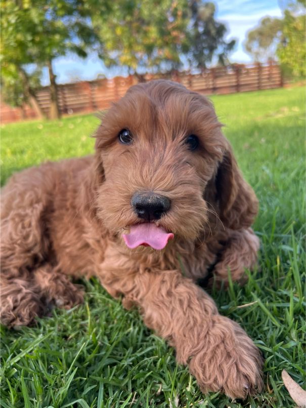 Medium Groodle Boy 5 | Domestic Animal | Ameys Puppies