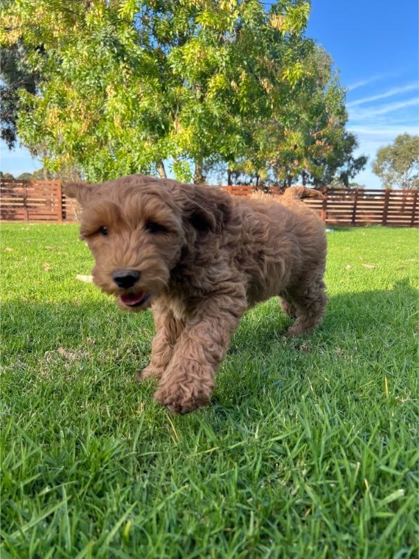 Medium Groodle Boy 5 | Domestic Animal | Ameys Puppies