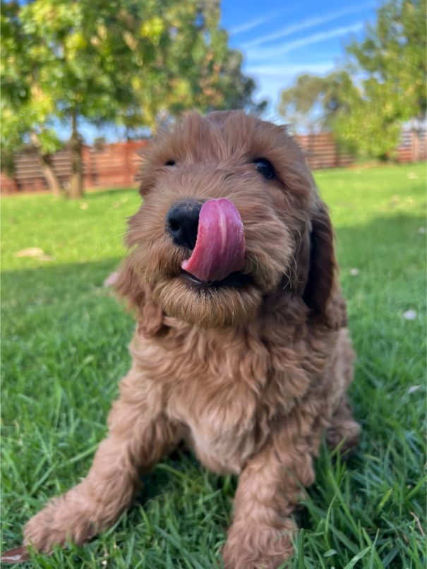 Medium Groodle Boy 5 | Domestic Animal | Ameys Puppies