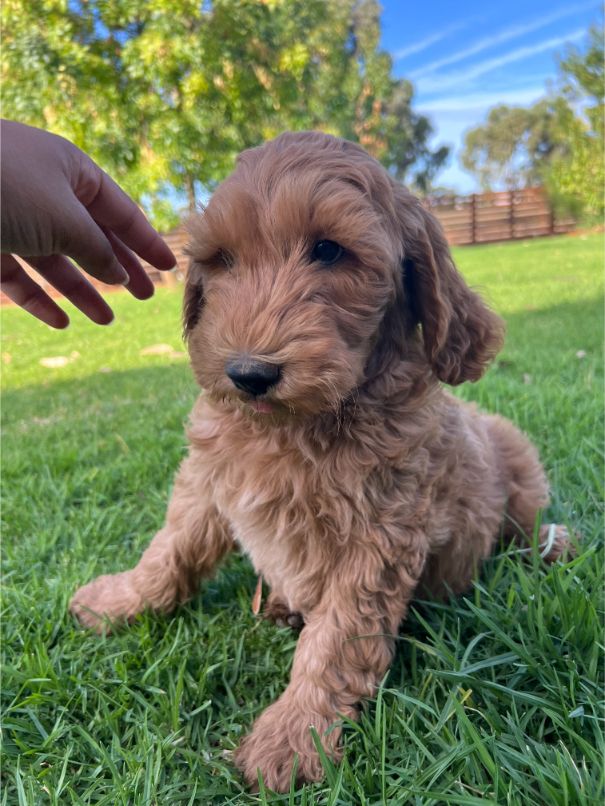Medium Groodle Boy 5 | Domestic Animal | Ameys Puppies