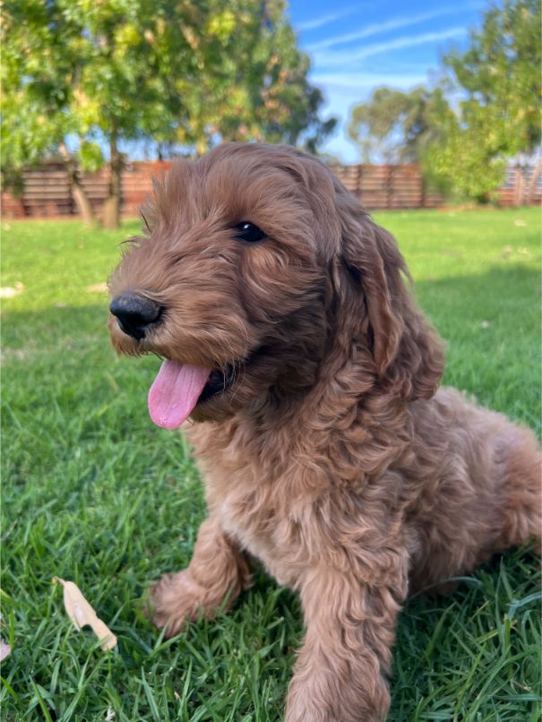 Medium Groodle Boy 5 | Domestic Animal | Ameys Puppies