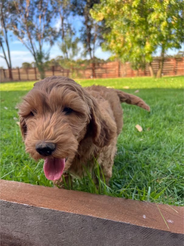 Medium Groodle Boy 5 | Domestic Animal | Ameys Puppies