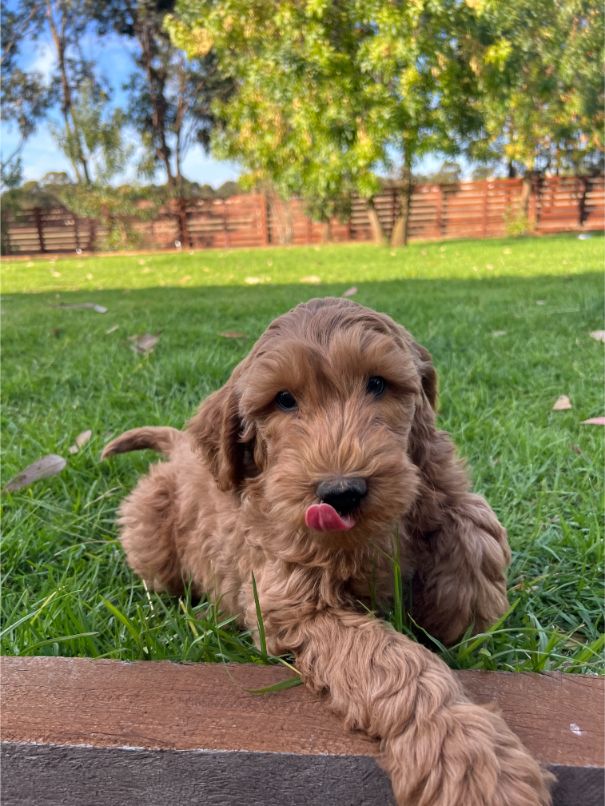 Medium Groodle Boy 5 | Domestic Animal | Ameys Puppies