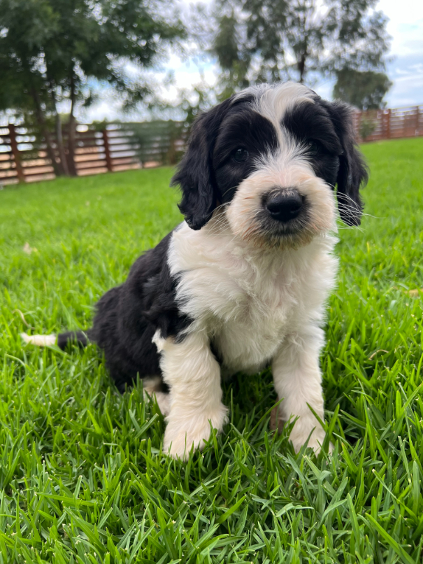 Sheepadoodle Boy 3 - SOLD | Domestic Animal | Ameys Puppies