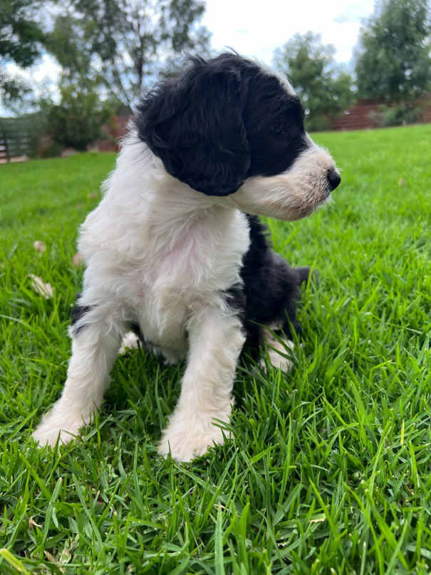 Sheepadoodle Boy 3 - SOLD | Domestic Animal | Ameys Puppies