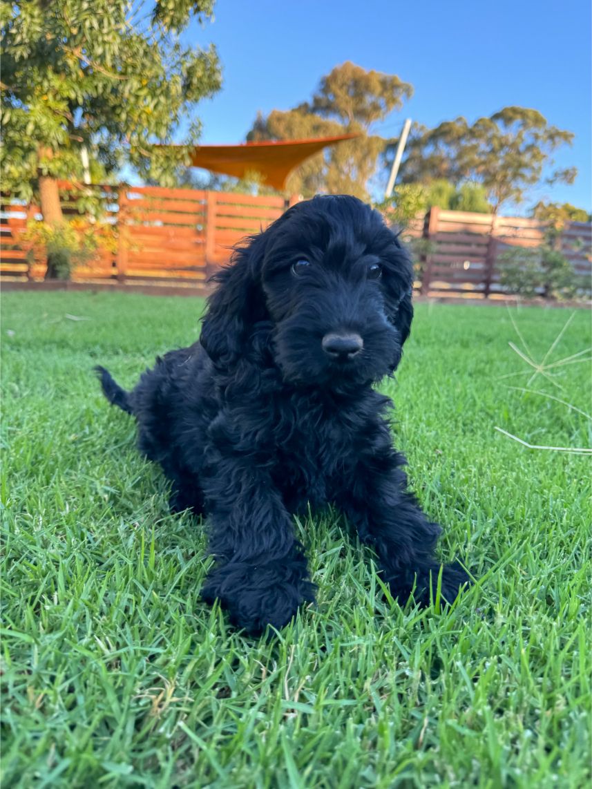 F1b Miniature Spoodle Girl 1 | Ameys Puppies