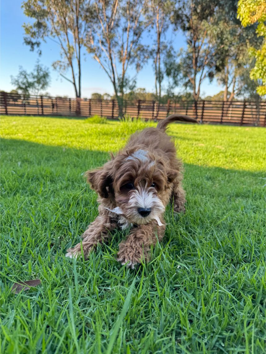 Cavoodle Puppies 7 | Domestic Animal | Ameys Puppies