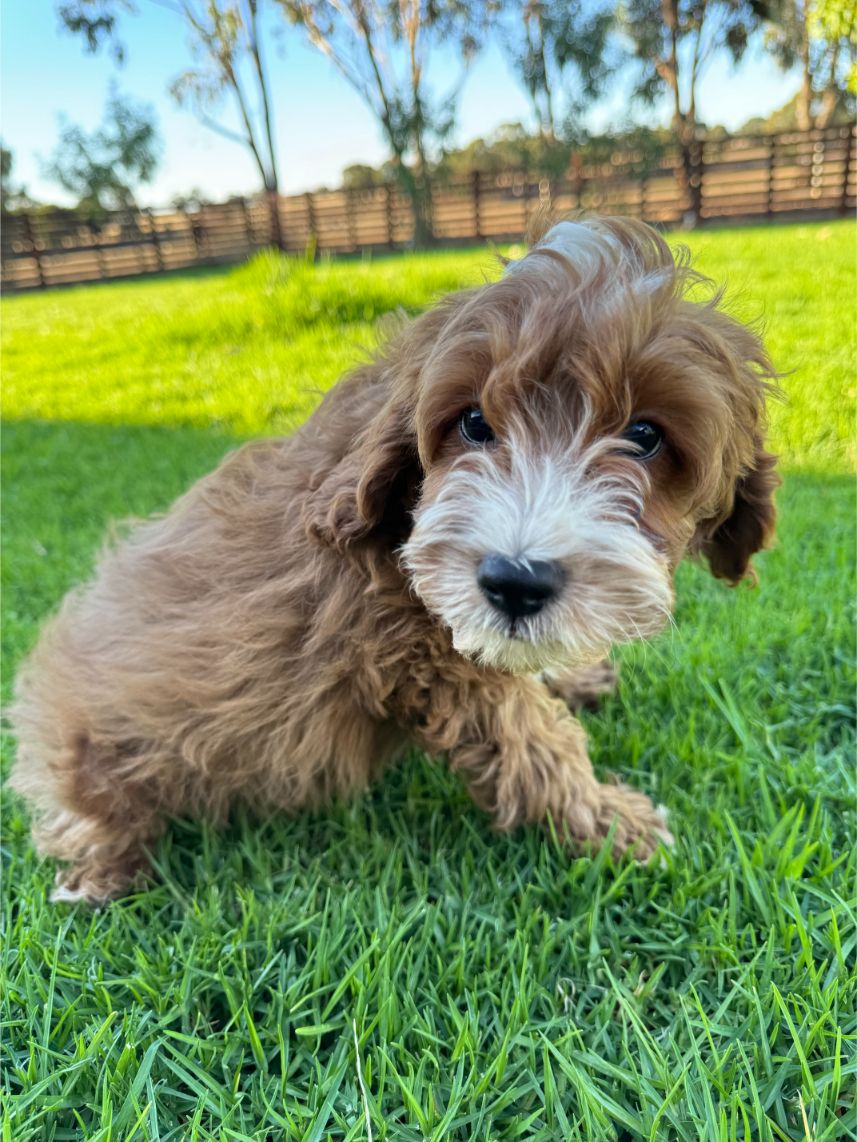 Cavoodle Puppies 7 | Domestic Animal | Ameys Puppies
