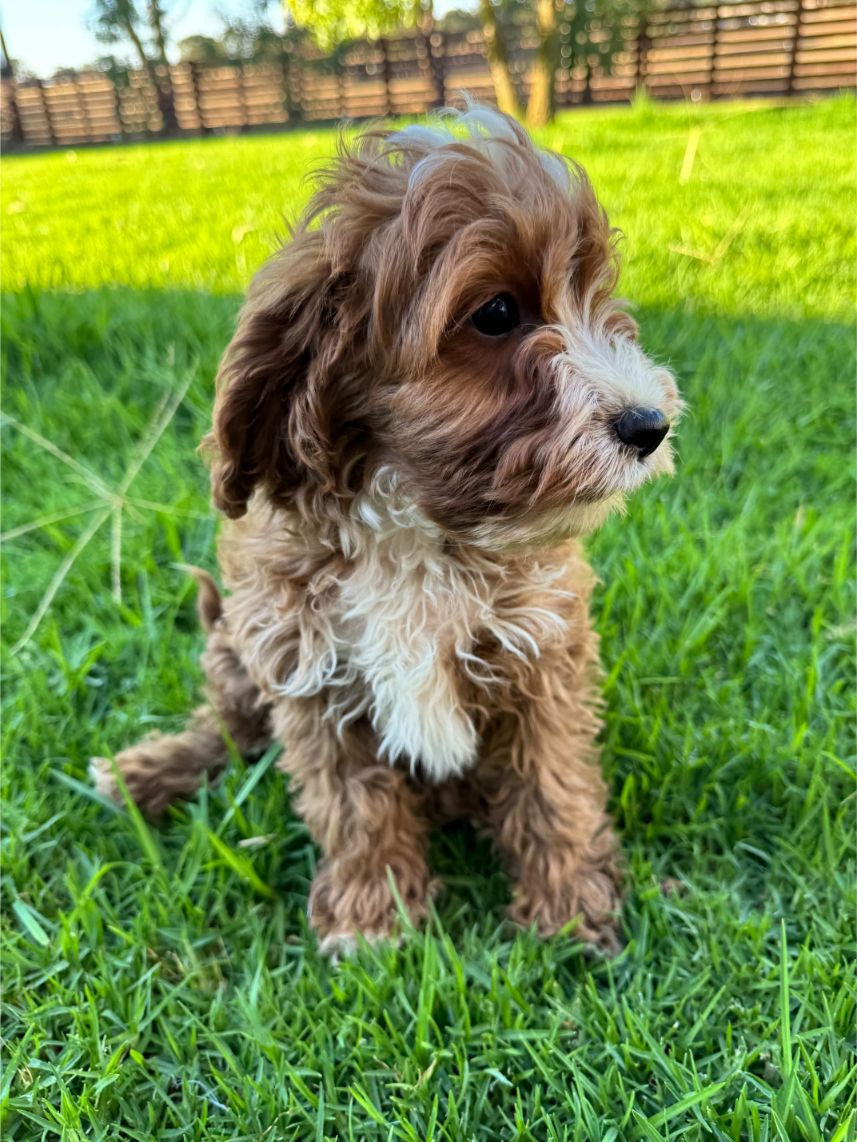 Cavoodle Puppies 7 | Domestic Animal | Ameys Puppies