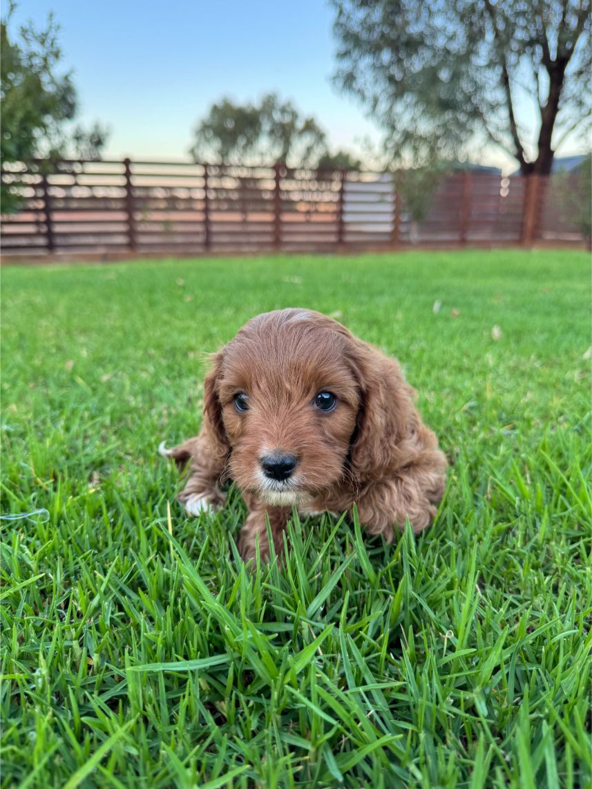 Cavoodle Puppies 7 | Domestic Animal | Ameys Puppies