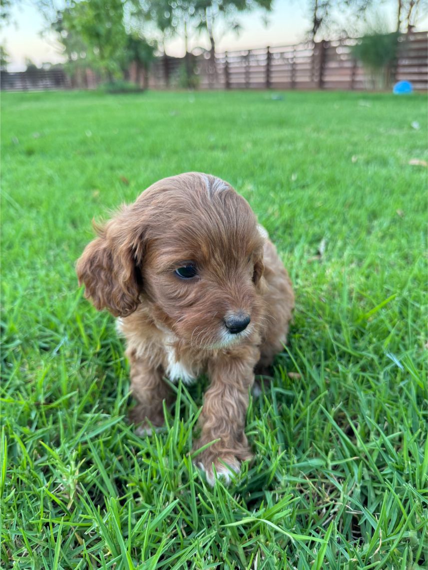 Cavoodle Puppies 7 | Domestic Animal | Ameys Puppies