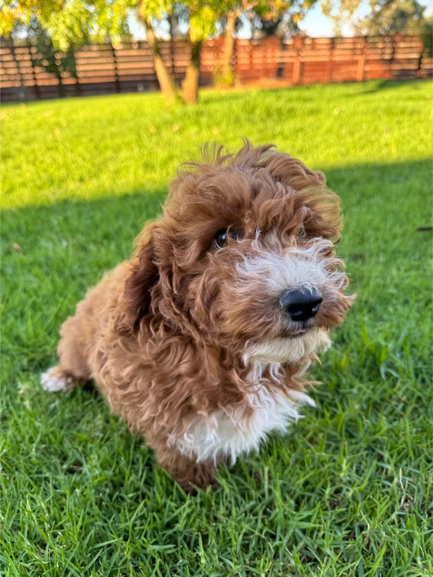 Cavoodle Puppies 7 | Domestic Animal | Ameys Puppies
