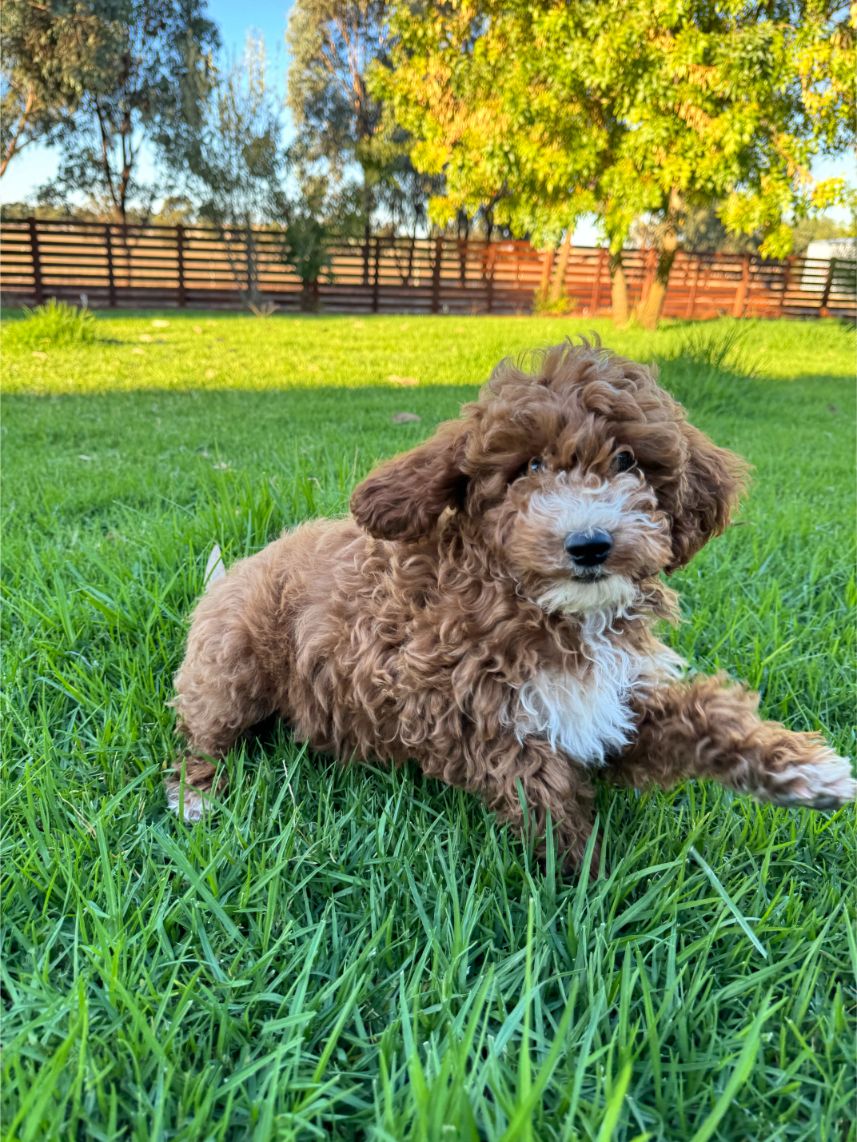 Cavoodle Puppies for Sale Melbourne | Amey’s Puppies