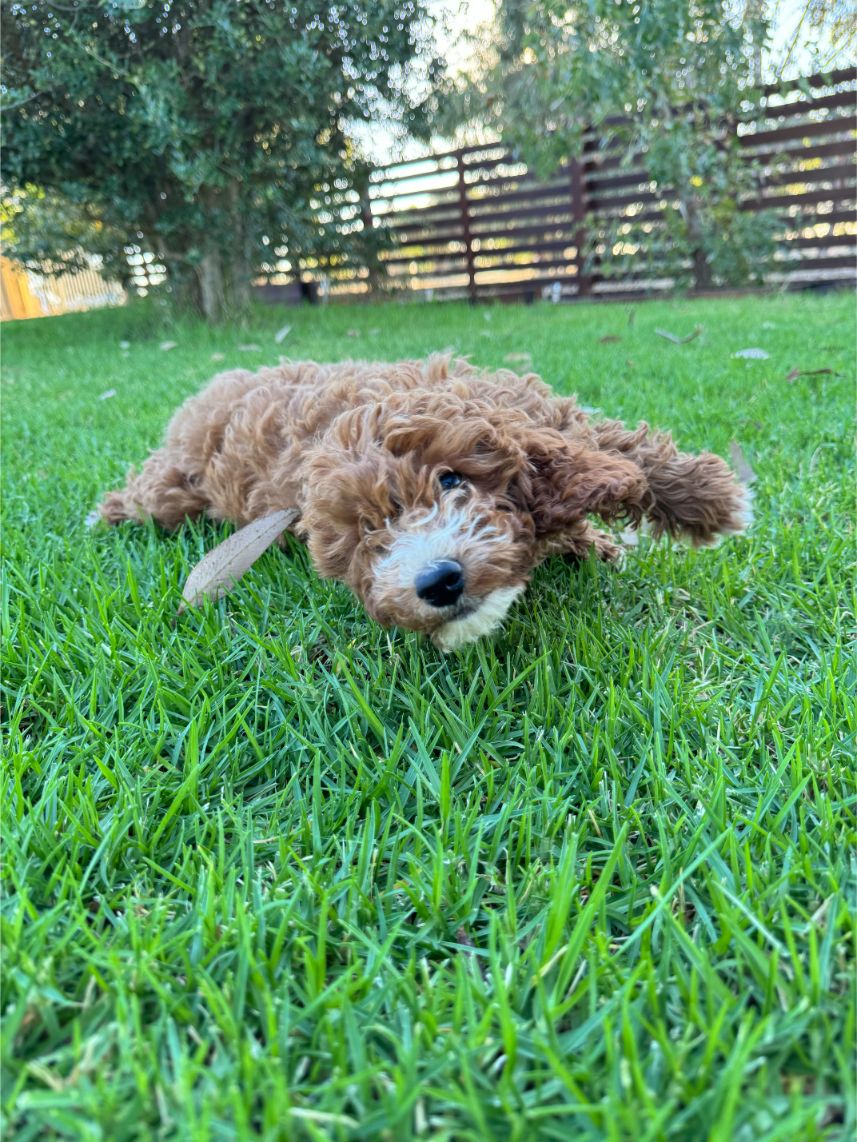 Cavoodle Puppies 7 | Domestic Animal | Ameys Puppies