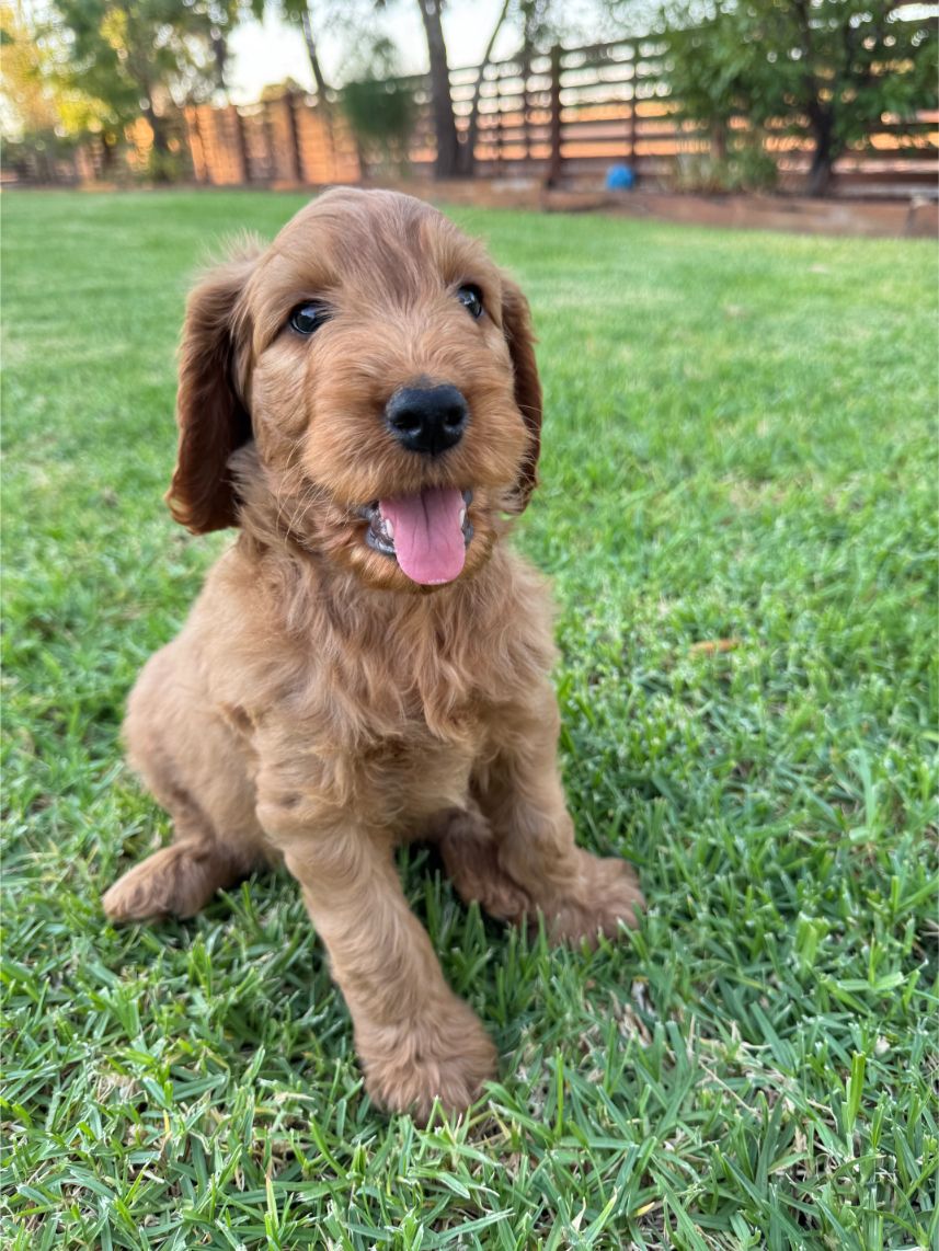 Spoodle Puppies for Sale Melbourne | Amey's Puppies