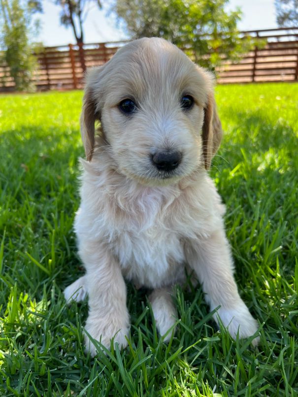 Medium Groodle Boy 5 | Domestic Animal | Ameys Puppies