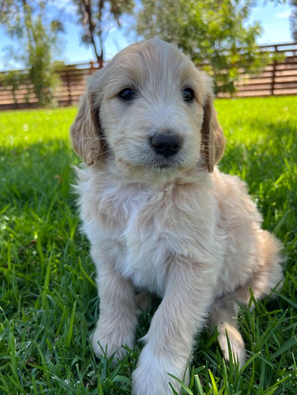 Medium Groodle Boy 5 | Domestic Animal | Ameys Puppies