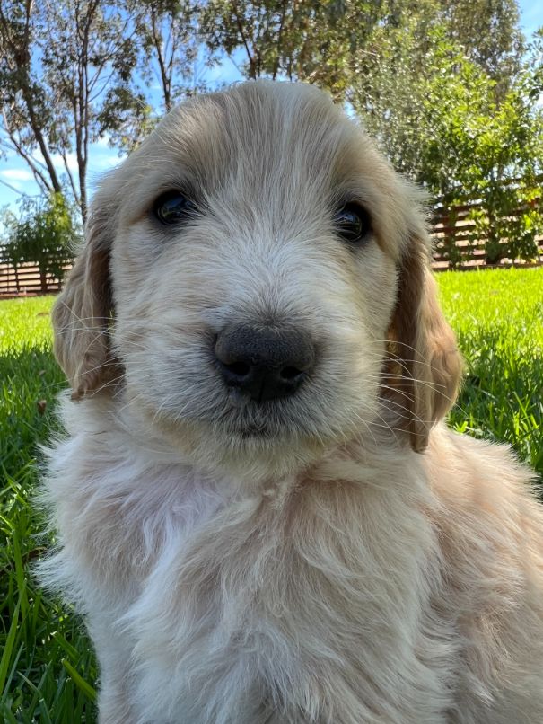 Medium Groodle Boy 5 | Domestic Animal | Ameys Puppies