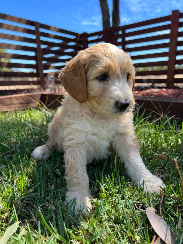 Medium Groodle Boy 5 | Domestic Animal | Ameys Puppies