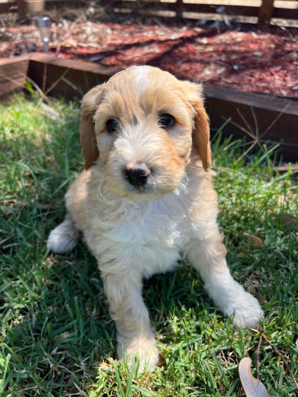 Medium Groodle Boy 5 | Domestic Animal | Ameys Puppies
