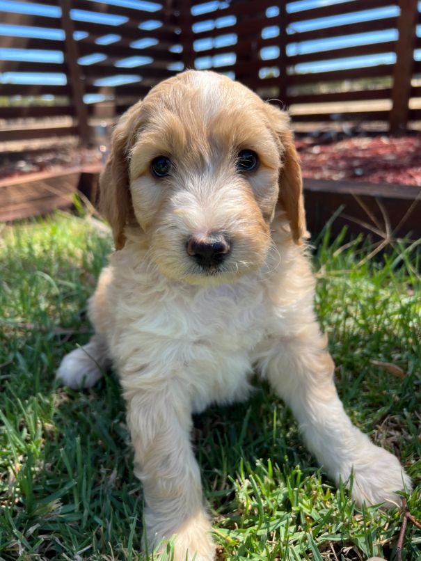 Medium Groodle Boy 5 | Domestic Animal | Ameys Puppies