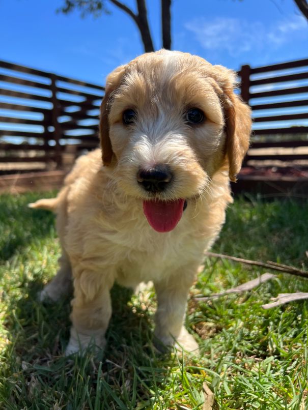 Medium Groodle Boy 5 | Domestic Animal | Ameys Puppies