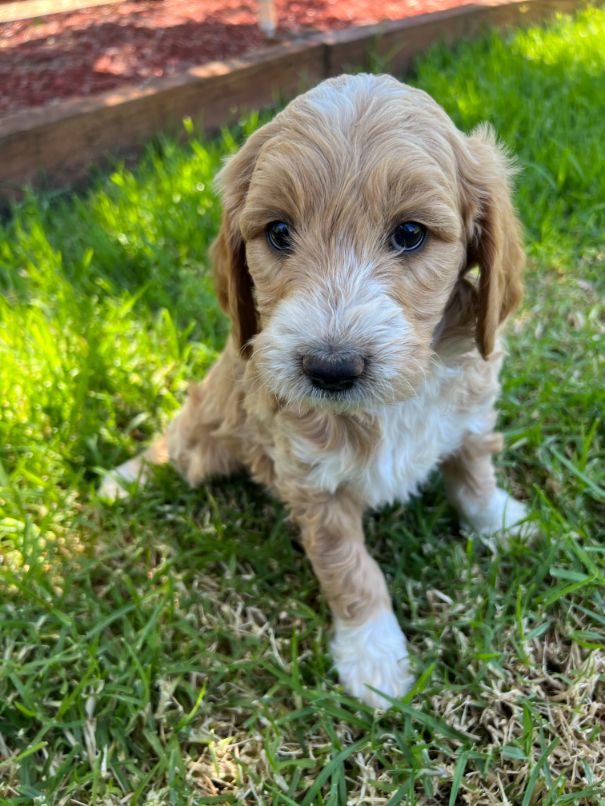 Medium Groodle Boy 5 | Domestic Animal | Ameys Puppies