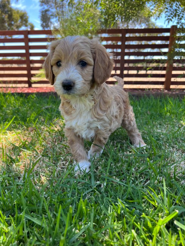 Medium Groodle Boy 5 | Domestic Animal | Ameys Puppies