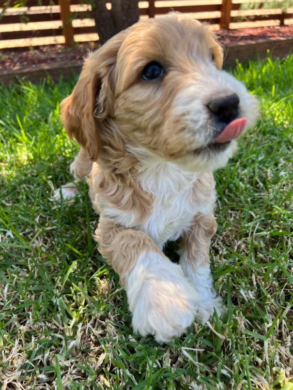 Medium Groodle Boy 5 | Domestic Animal | Ameys Puppies