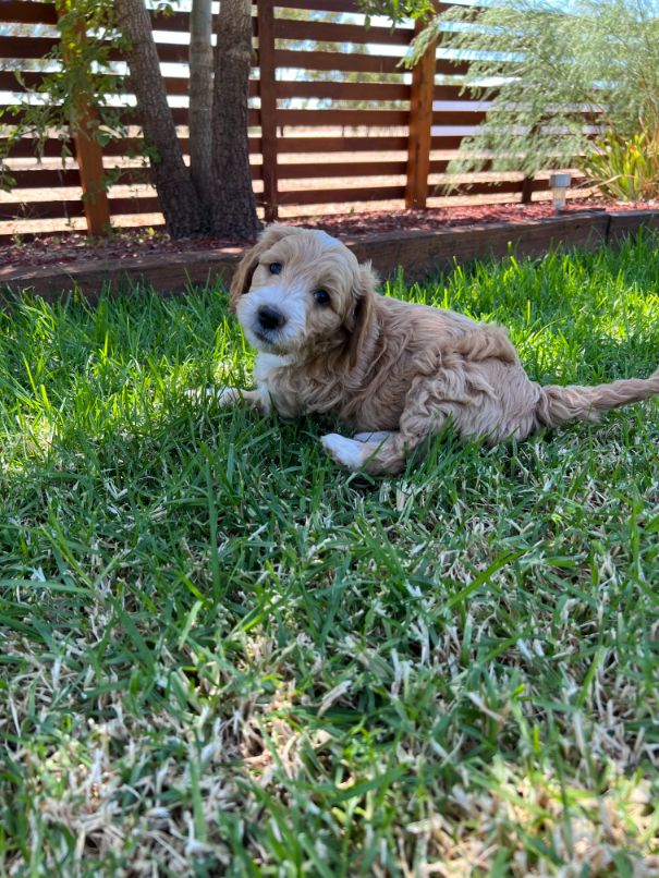 Medium Groodle Boy 5 | Domestic Animal | Ameys Puppies