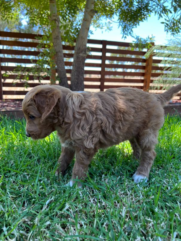 Medium Groodle Boy 5 | Domestic Animal | Ameys Puppies