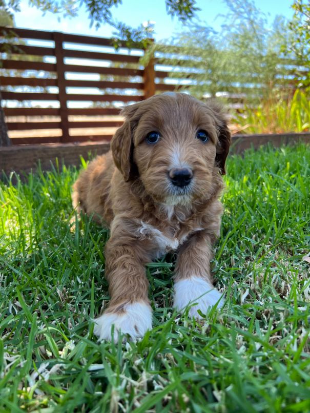 Medium Groodle Boy 5 | Domestic Animal | Ameys Puppies