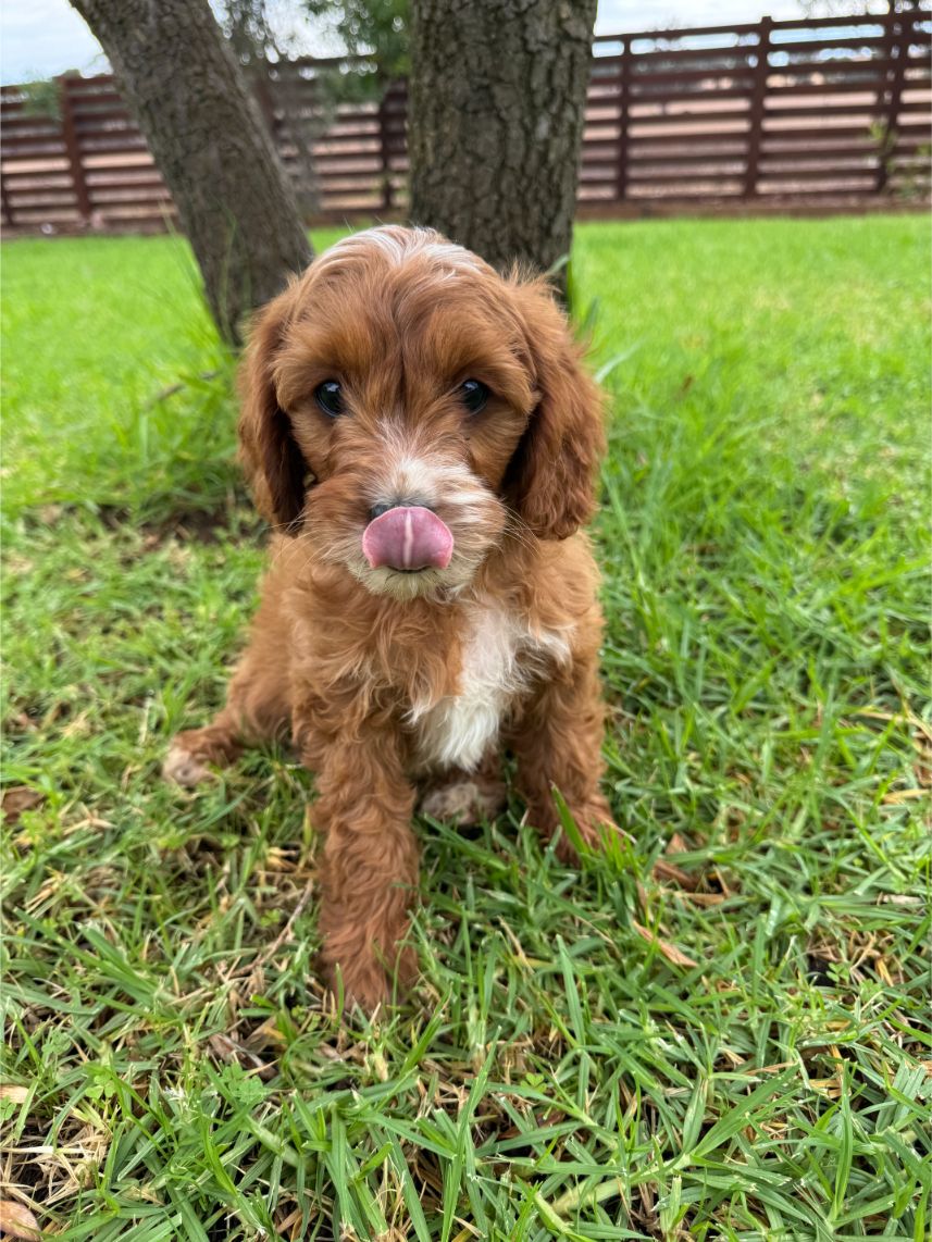 Cavoodle Puppies 7 | Domestic Animal | Ameys Puppies