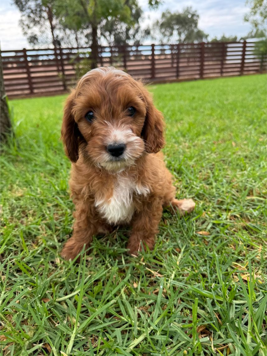 Cavoodle Puppies 7 | Domestic Animal | Ameys Puppies