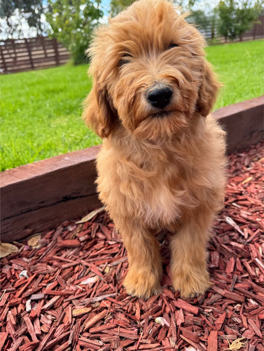 Medium Groodle Boy 5 | Domestic Animal | Ameys Puppies