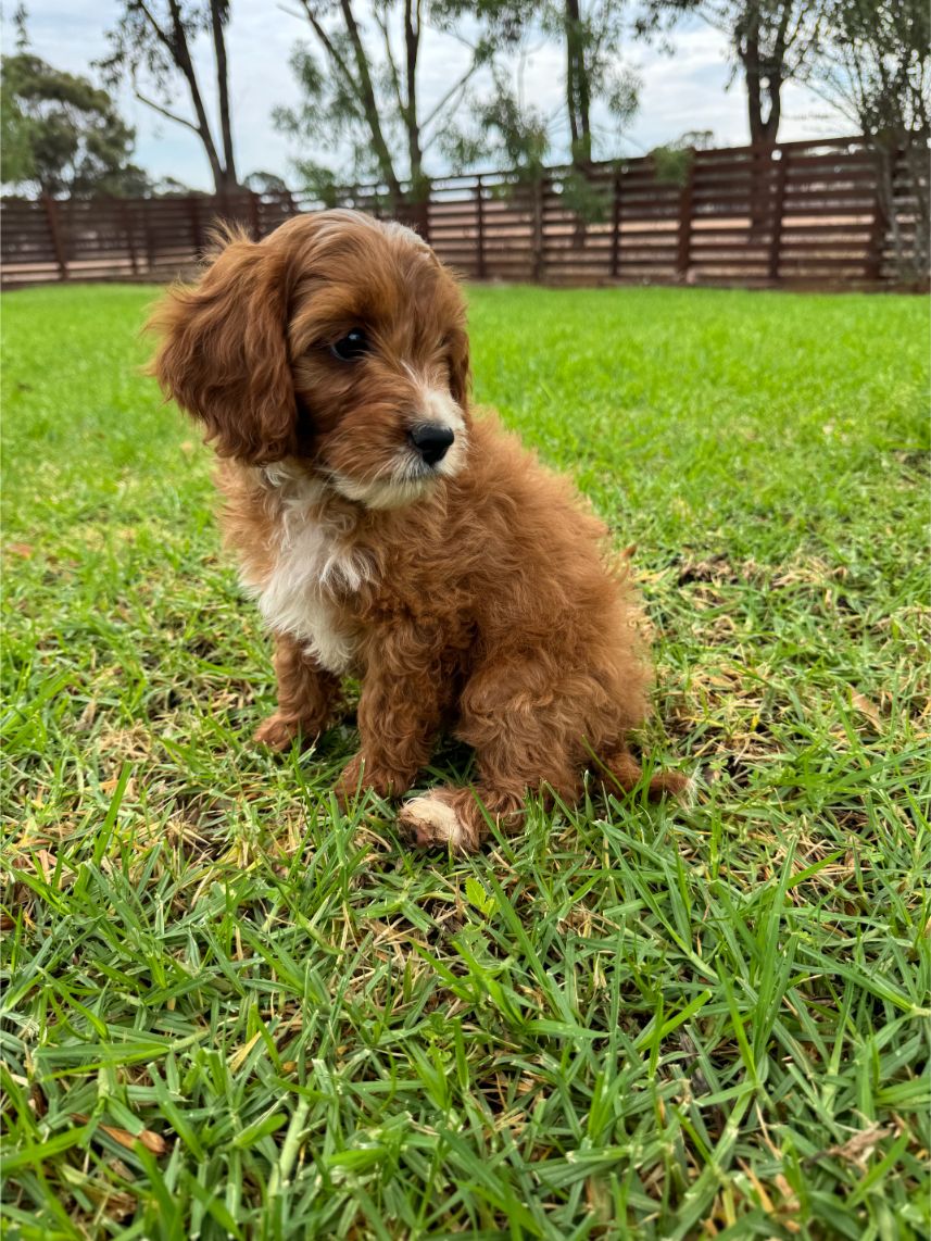 Cavoodle Puppies 7 | Domestic Animal | Ameys Puppies