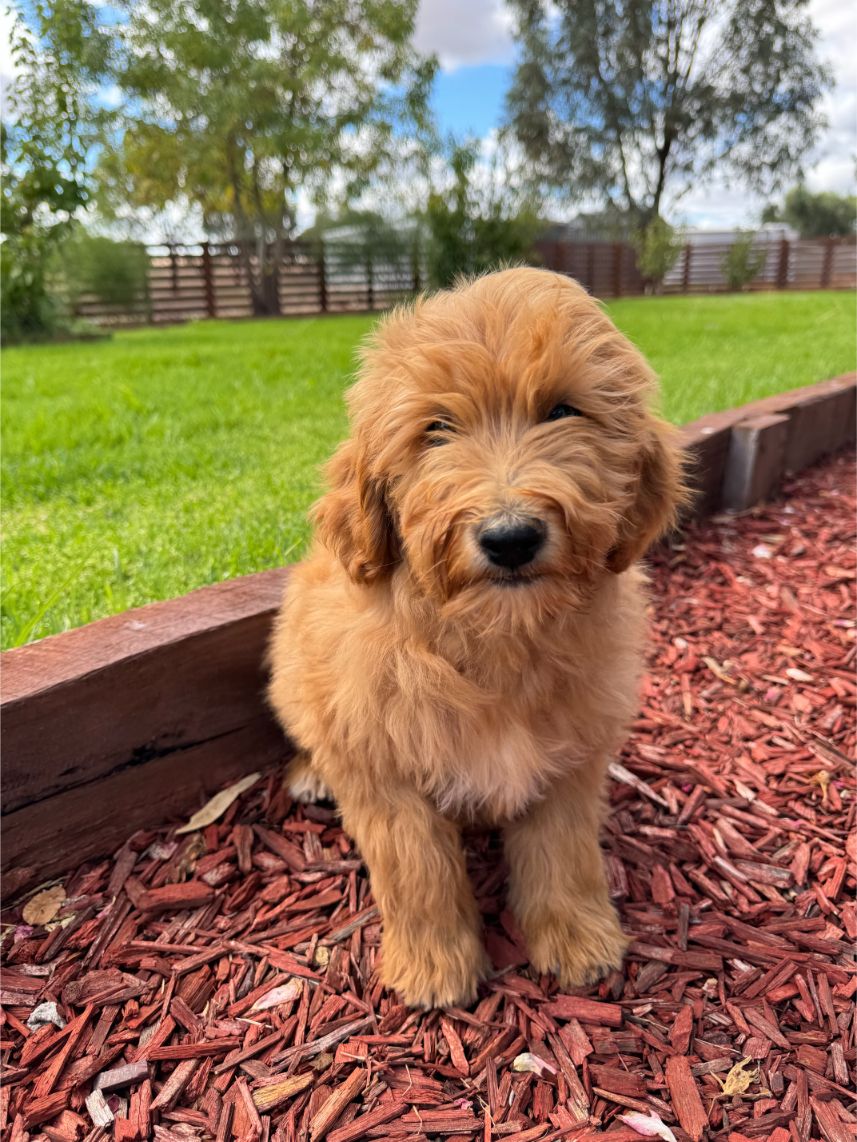 Medium Groodle Boy 5 | Domestic Animal | Ameys Puppies