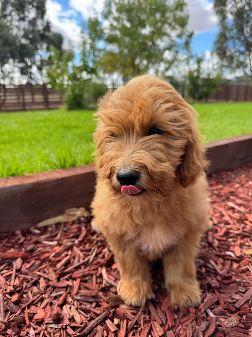 Medium Groodle Boy 5 | Domestic Animal | Ameys Puppies