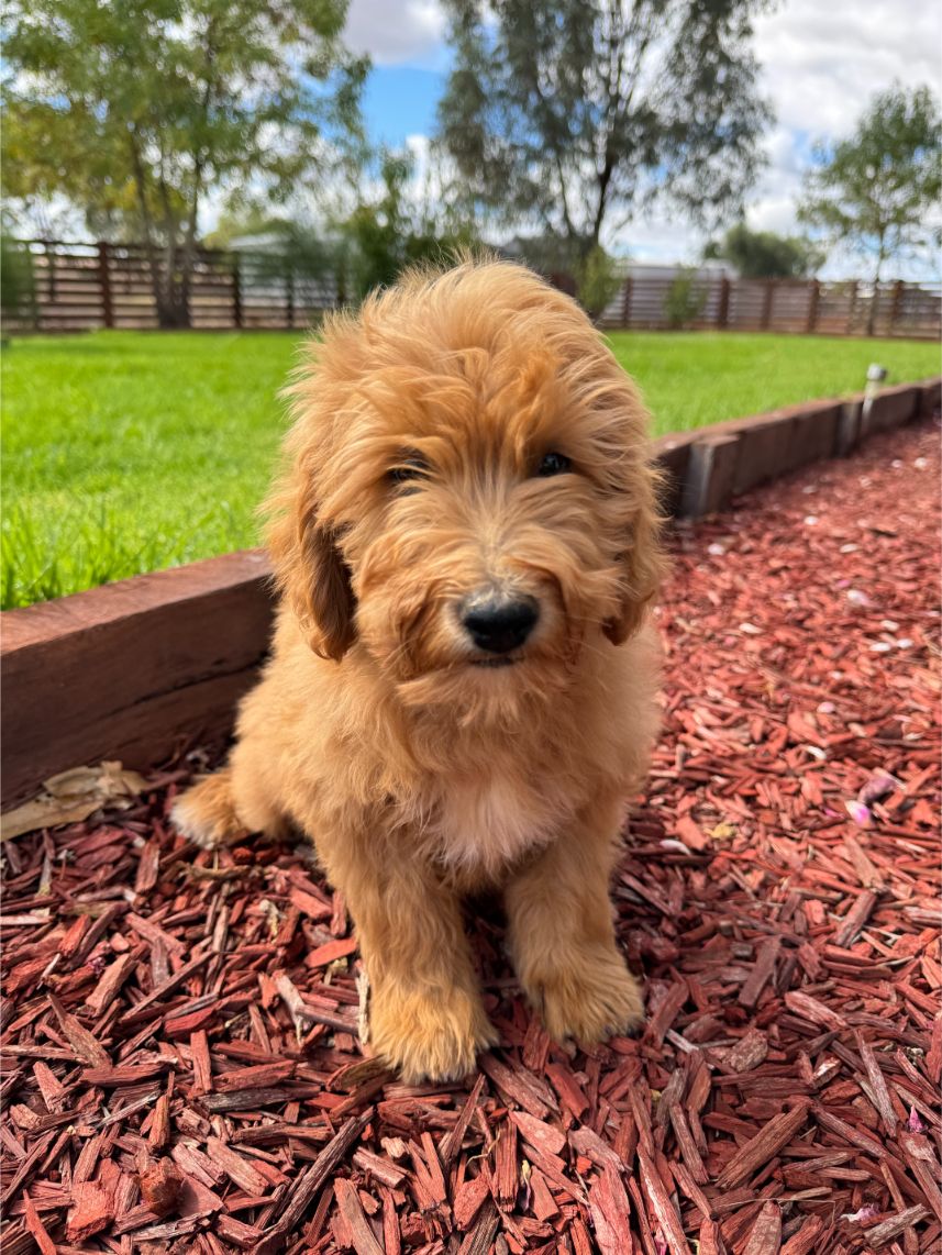 Medium Groodle Boy 5 | Domestic Animal | Ameys Puppies