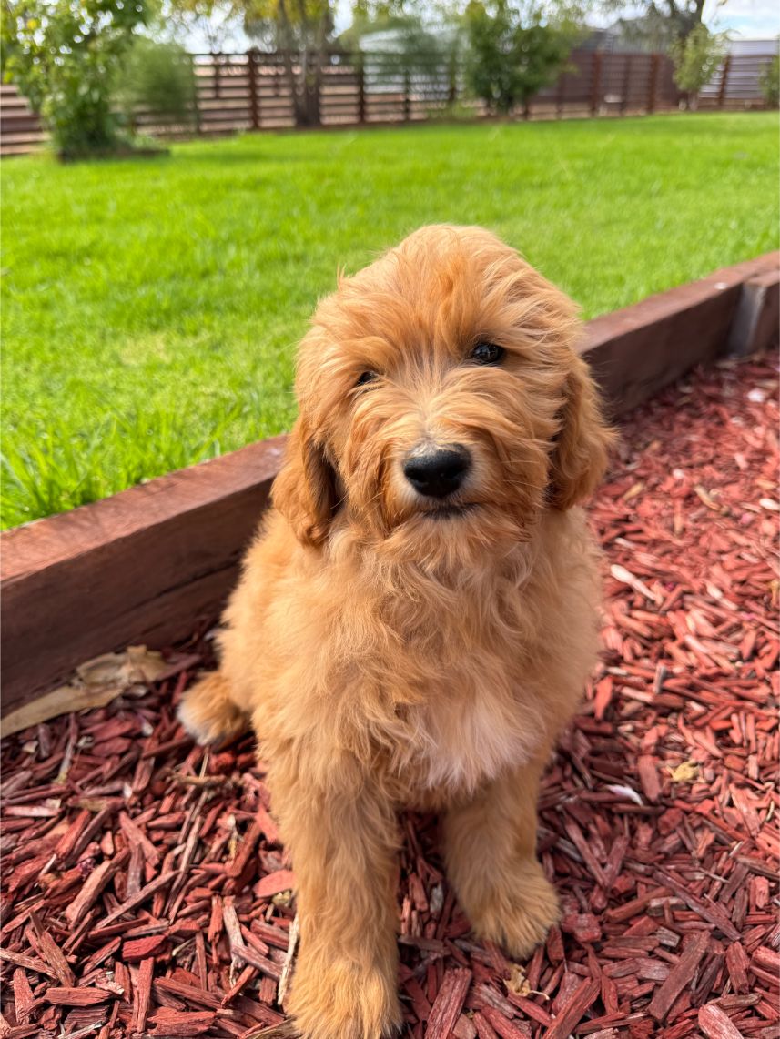 Medium Groodle Boy 5 | Domestic Animal | Ameys Puppies