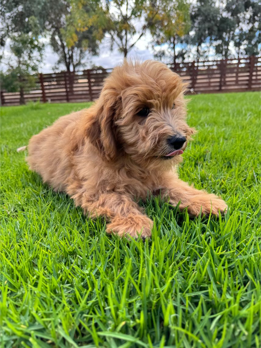 Medium Groodle Boy 5 | Domestic Animal | Ameys Puppies