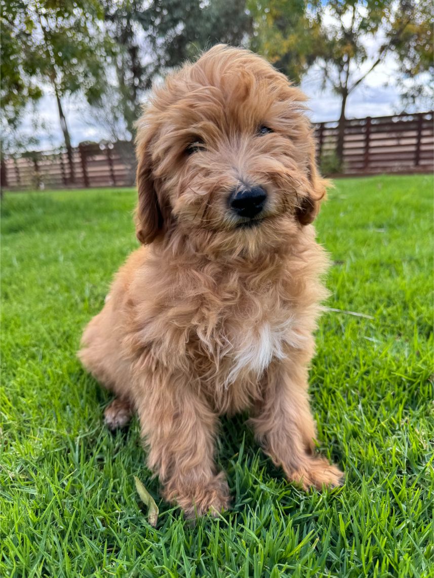 Medium Groodle Boy 5 | Domestic Animal | Ameys Puppies