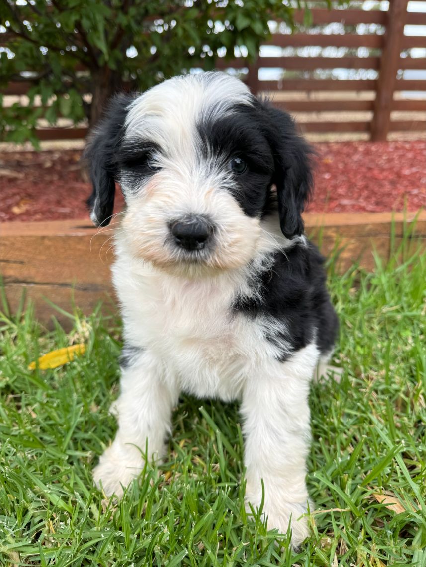 Sheepadoodle Boy 3 - SOLD | Domestic Animal | Ameys Puppies