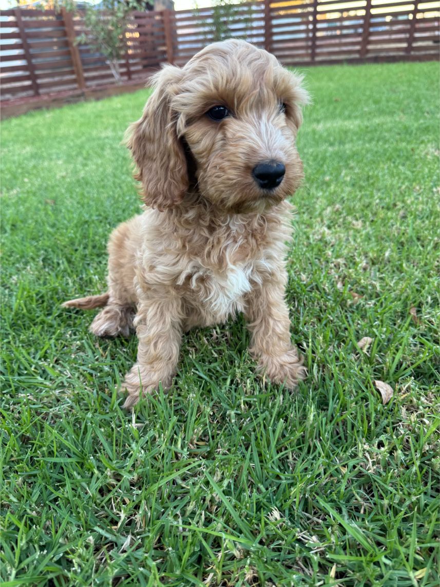 F1b Miniature Spoodle Girl 1 | Ameys Puppies