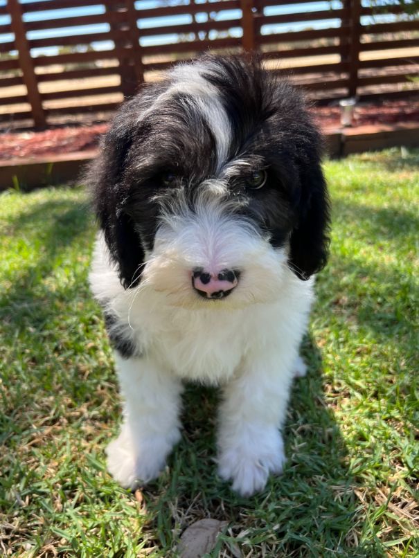 Sheepadoodle Boy 3 - SOLD | Domestic Animal | Ameys Puppies