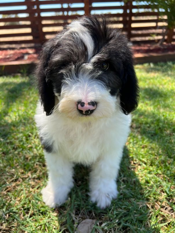 Sheepadoodle Boy 3 - SOLD | Domestic Animal | Ameys Puppies