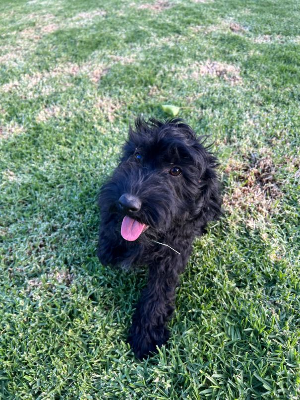 F1b Miniature Spoodle Girl 1 | Ameys Puppies