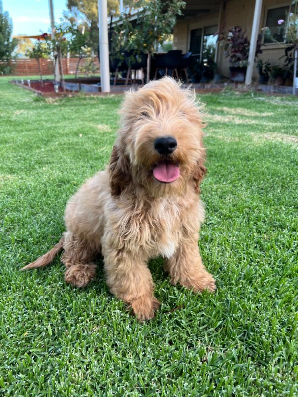F1b Miniature Spoodle Girl 1 | Ameys Puppies