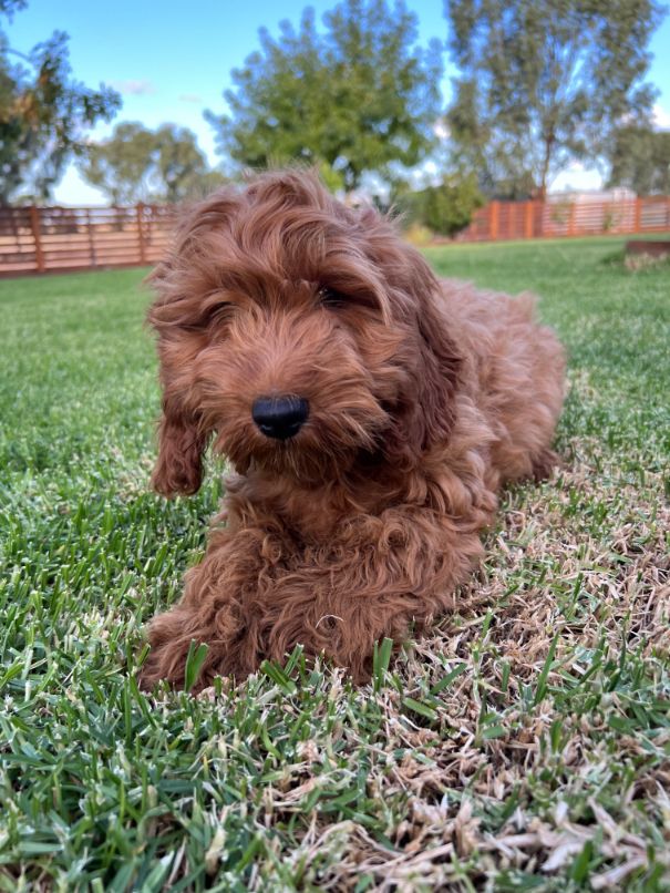 F1b Miniature Spoodle Girl 1 | Ameys Puppies